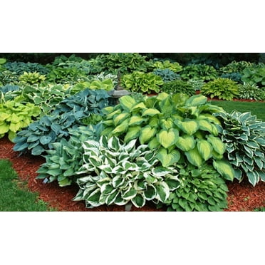 Mixed Hosta - 9 Bare Roots - Walmart.com
