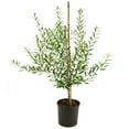 National Plant Network 3 gal. Olive Live Tree with Full Sun - Walmart.com