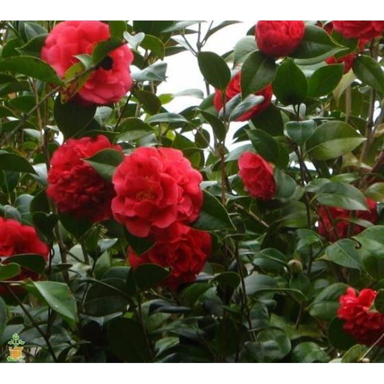 Red Camellia Plant