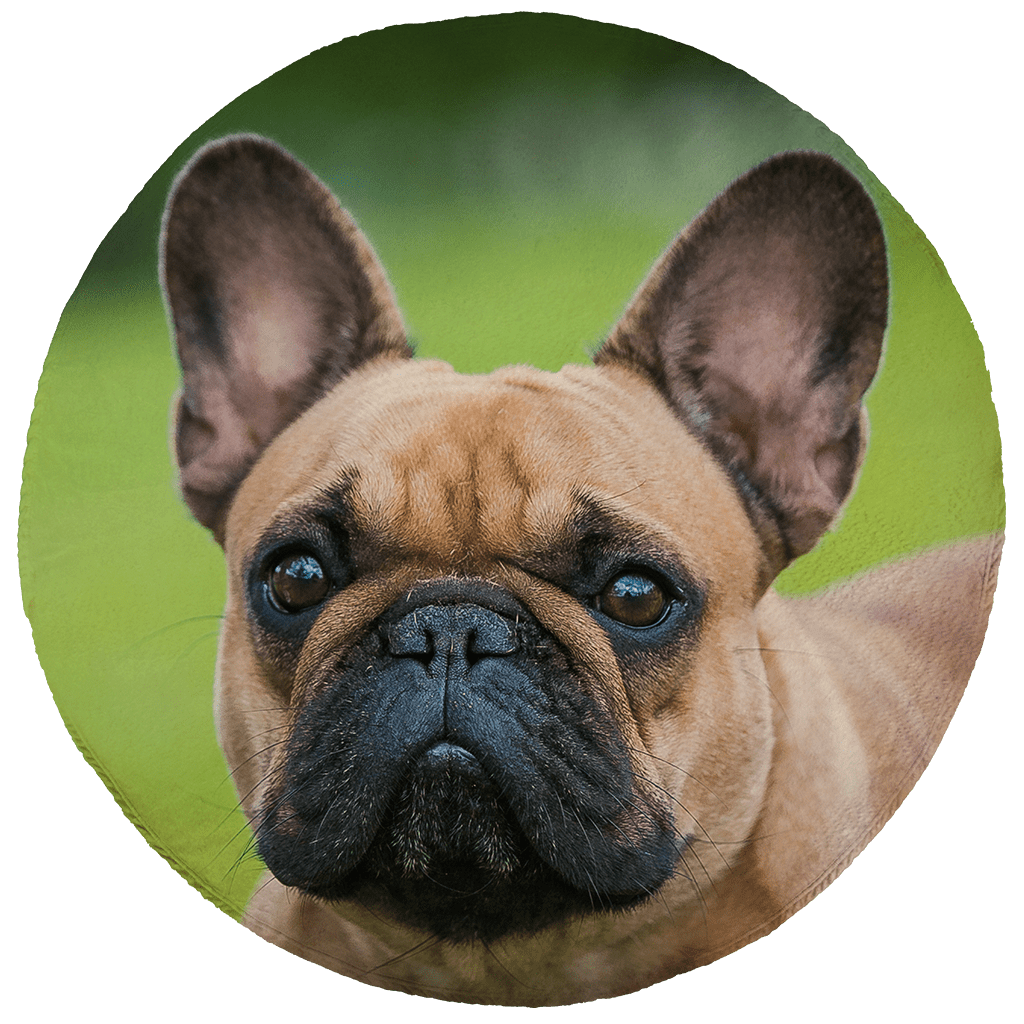 French Bull Dog Round Blanket 68" - Walmart.com