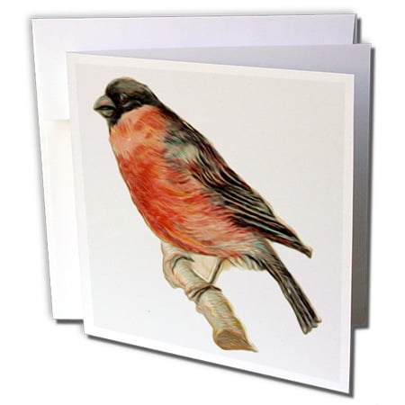 Robin Card