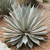 20 White Ghost Agave Seeds for Planting - Agave hiemiflora - Walmart.com
