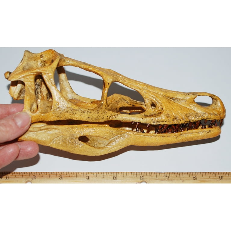 Velociraptor Skull Replica