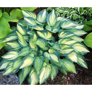 Mixed Hosta Perennials (6 Pack of Bare Roots) - Great Hardy Shade ...