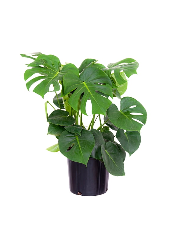 Monstera Plants in Indoor Plants - Walmart.com