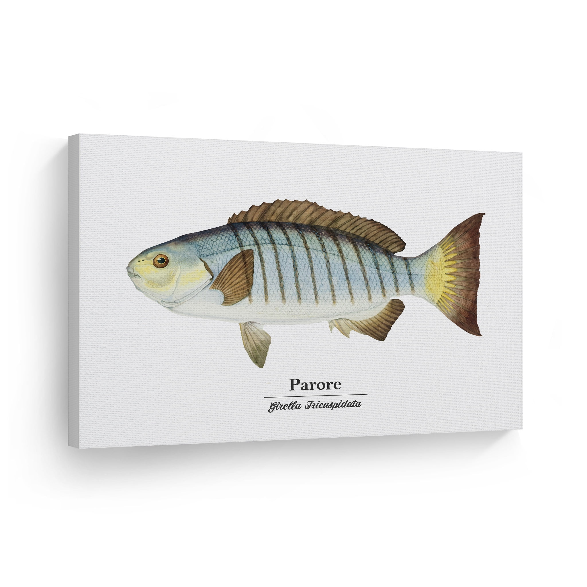 Smile Art Design Parore Girella Tricuspidata Fish Painting Marine ...