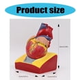 Ywmsfl Human Heart Model for Anatomy Anatomically Numbered Heart ...