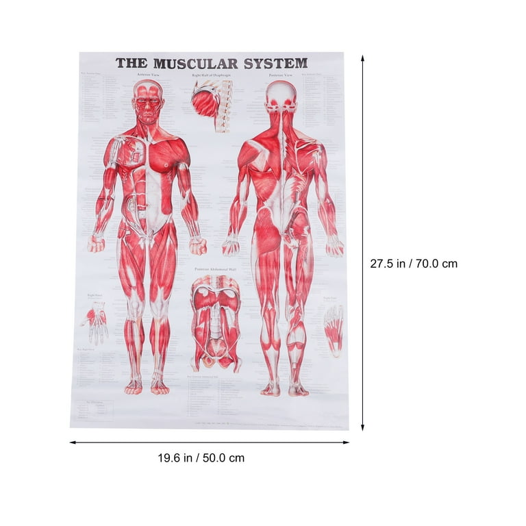 Muscular System Anatomical Poster Muscle Anatomy Chart Muscular System Anatomical Poster Muscle Anatomy Chart