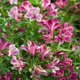 Alstromeria Peruvian Lily Devotion Plant Seed - 20 Seeds - Walmart.com