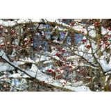 50 WASHINGTON HAWTHORN Crataegus Phaenopyrum Mayflower Shrub Tree ...