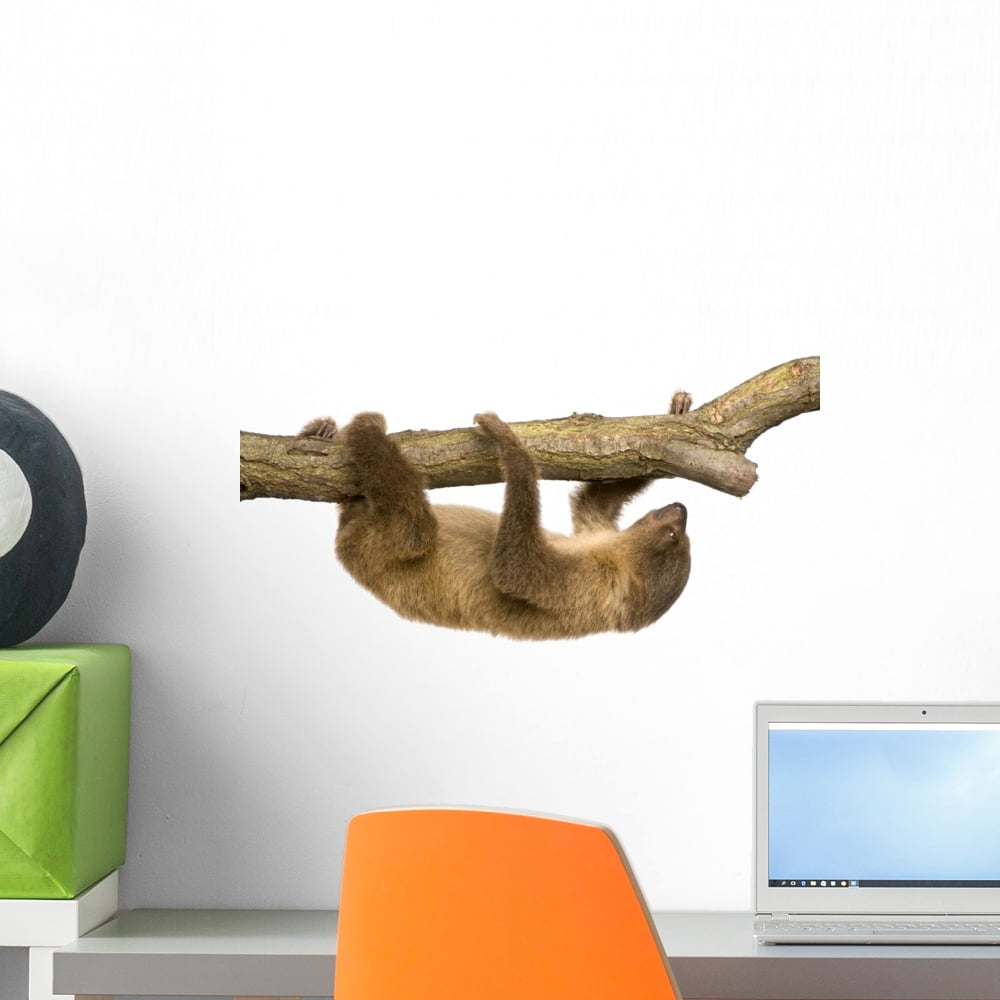 Baby Two-toed Sloth Wall Decal by Wallmonkeys Peel and Stick Graphic ...