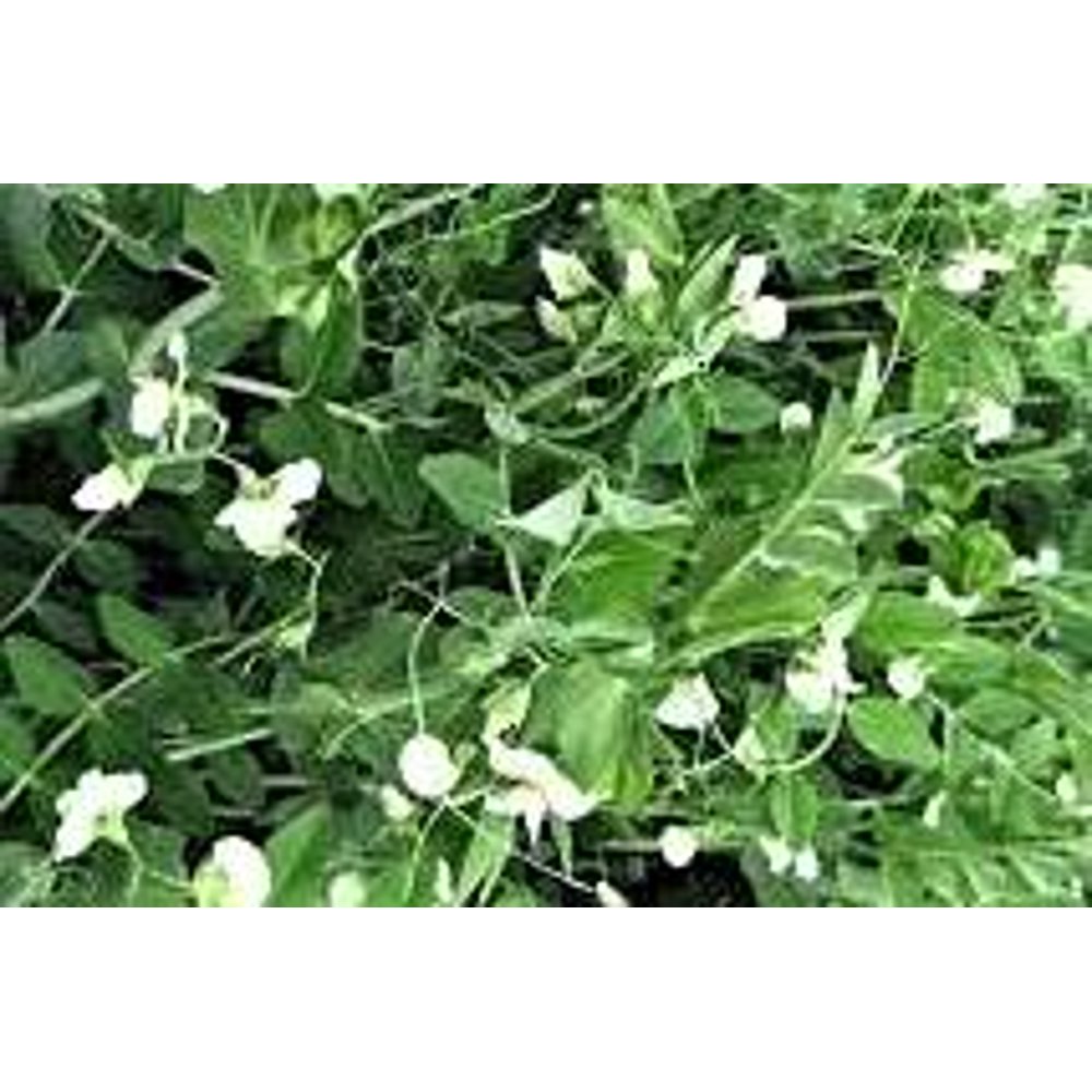 Winter Pea Cover Crop Seeds - Walmart.com - Walmart.com