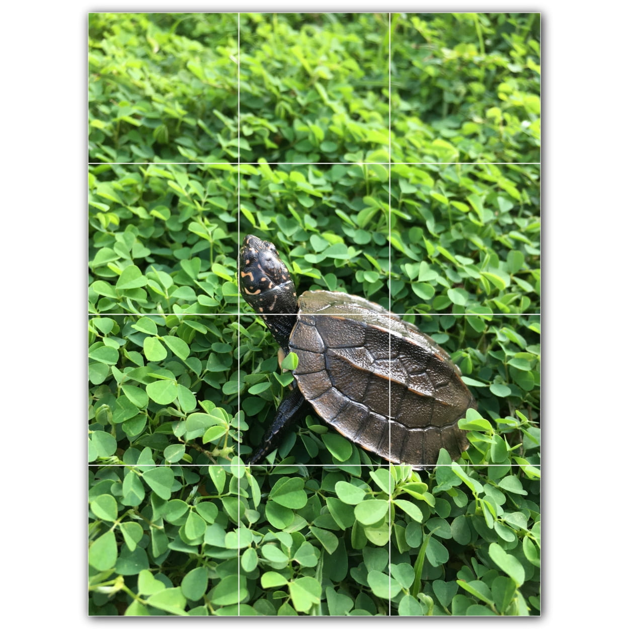 Picture-Tiles.com: Turtle Ceramic Tile Wall Mural WAL501079-34M. 18"W x ...