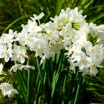 10 'Ziva' Paperwhites Flower Bulbs 14/15cm Bulbs - Walmart.com