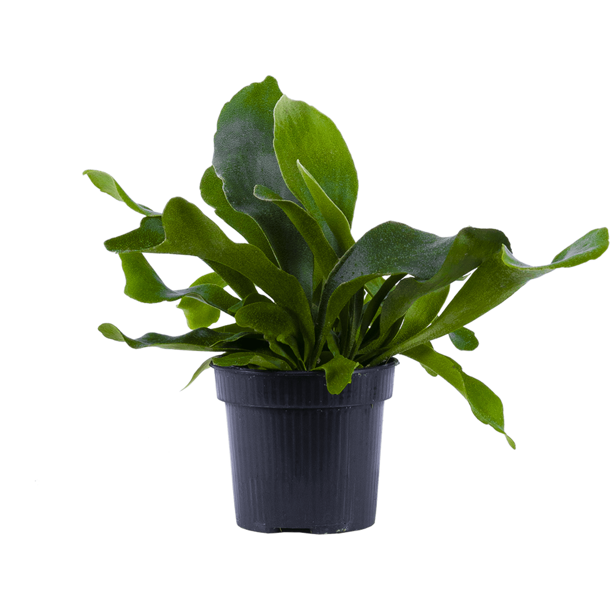 Click here for Plantsome Platycerium Staghorn Fern (S) Live Plant... prices