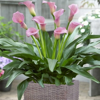 Breathtaking & Spectacular Black Calla Lily Odessa Bulb, Plant, Root ...