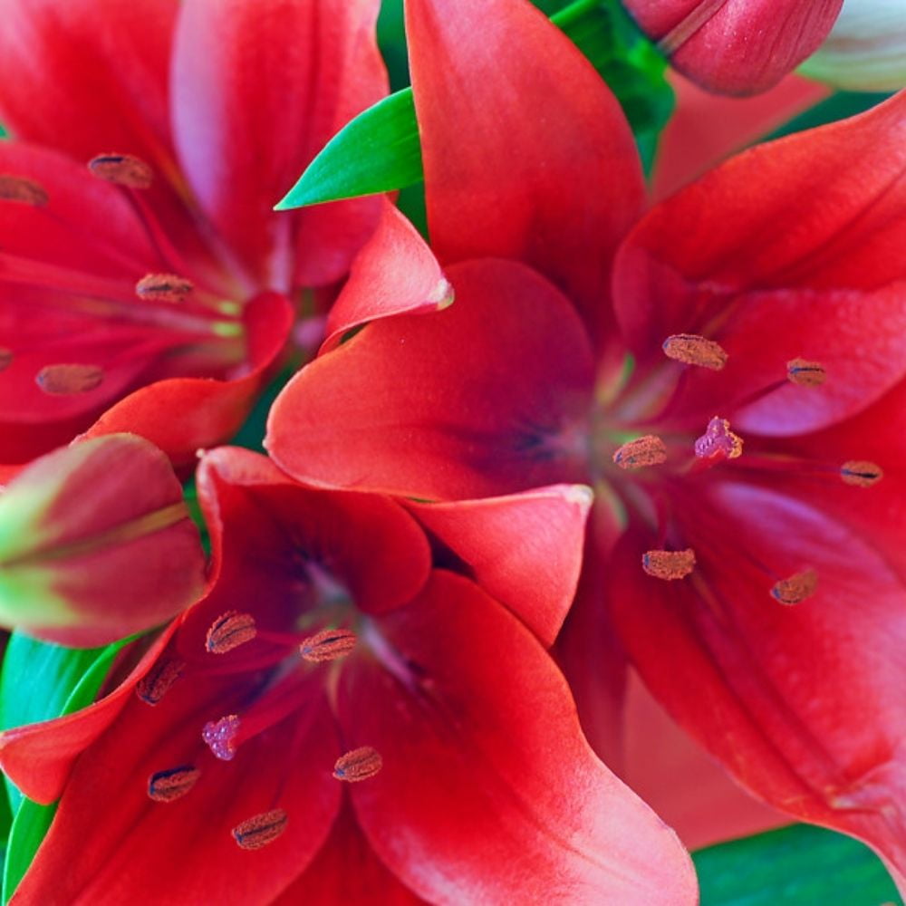 Red County Lily - 2 Bulbs - Walmart.com