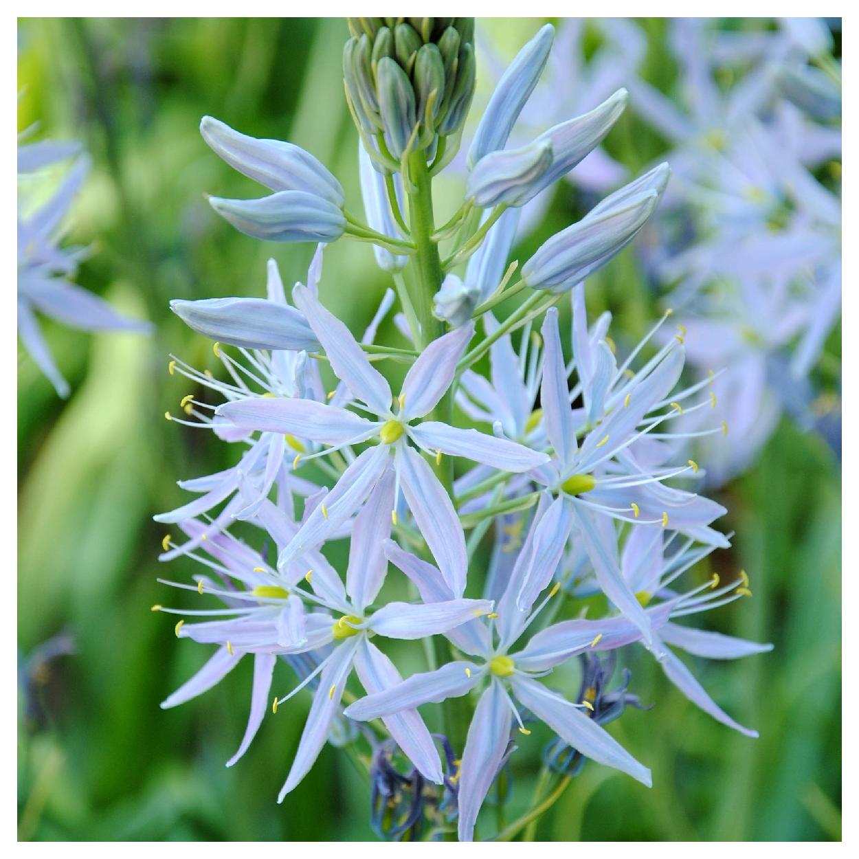 Everwilde Farms - 1 lb Wild Hyacinth Native Wildflower Seeds - Gold ...