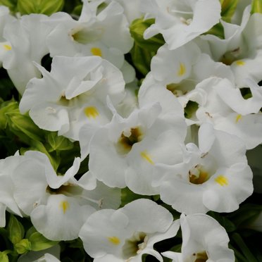 Mimulus Magic Spring Blossom Flower Seed Mix - 200 Seeds - Walmart.com