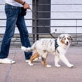 Levviye Strong Dog Leash 10 Ft with Comfortable Padded Handle ...
