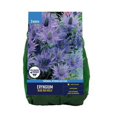 Van Zyverden Iris Siberica Double Concord Crush Blue Set of 5 Plant ...