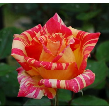 Rare Rose Seeds Meteor Shower Red Yellow Rose Bush 20 Seeds - Walmart.com
