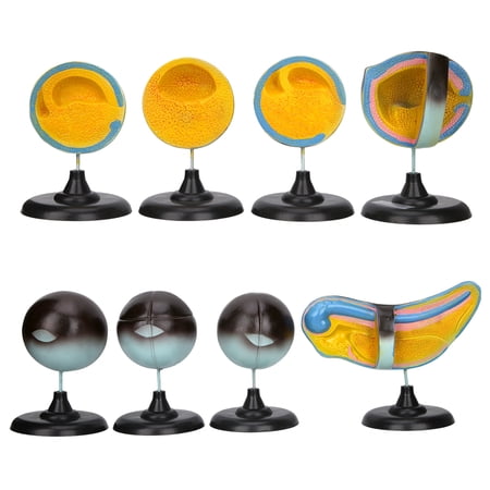 Frog Embryo Development Model Kit Biology Educational Display ...