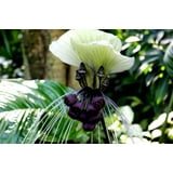 White Bat Flower Seeds - 5 Seeds for Planting - Attracts Butterflies ...
