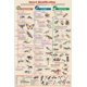 Insect Identification Educational 24 in x 36 in Posters, by Feenixx ...