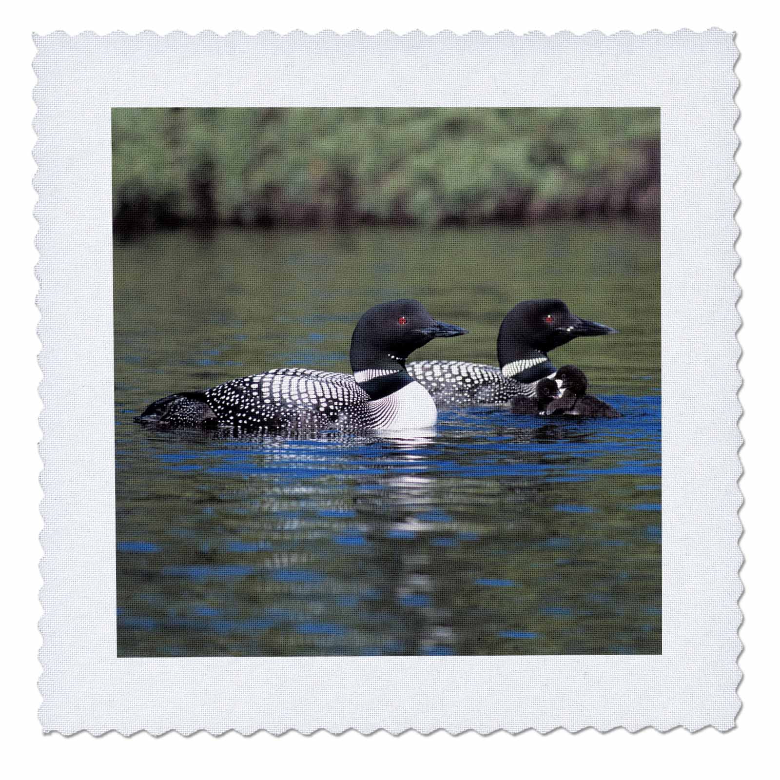 3dRose Family of Three Loons - Quilt Square, 10 by 10-inch - Walmart.com