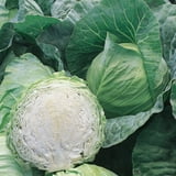 Burpee Organics All Seasons Cabbage Seeds - Non-GMO, Organic Vegetable ...
