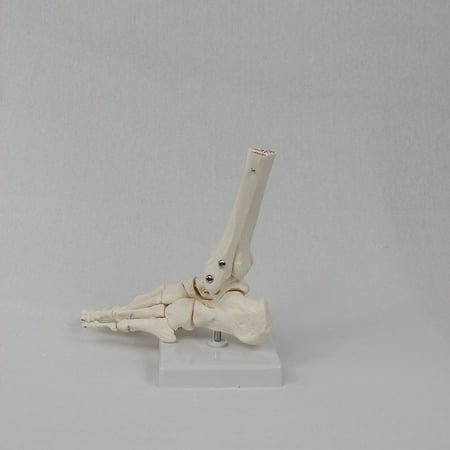 foot bone joint model foot joint foot bone foot bone model foot anatomy ...