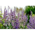 Chaste Tree 2 Large Gallon Size Pots Vitex Agnus-Castus Flowering ...