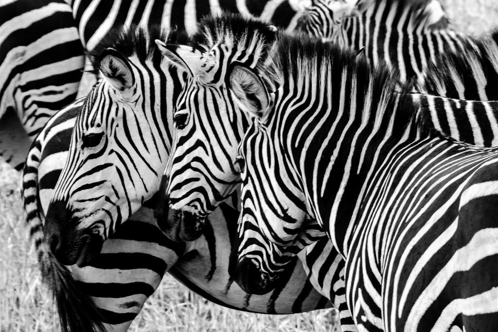 Three Zebras In The Wild Faces Aligned Zebra Pictures Wall Decor Zebra ...