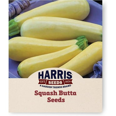 Harris Seeds - Squash Seeds Jester Variety Oval Shaped Green - 1 Oz ...