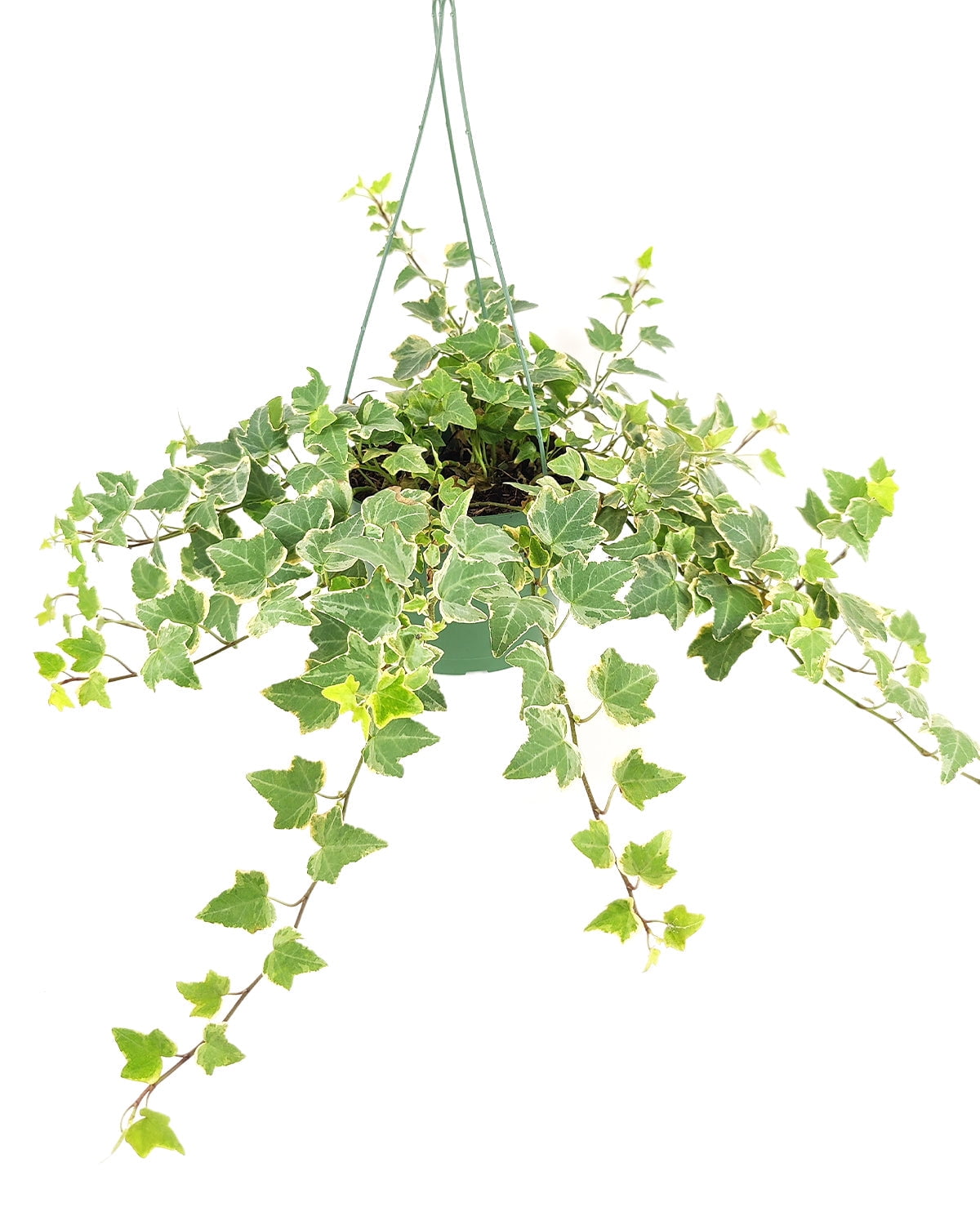 Glacier English Ivy (6" Terracotta Pot) - Easy to Care Trailing ...