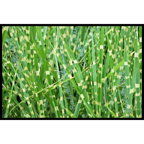 10 ZEBRA GRASS Variegated Maiden Grass Miscanthus Sinensis Zebrinus aka ...