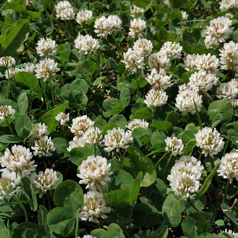 White Clover Florida