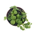 String of Turtles Peperomia Prostrata, Vining Plant, Live Tiny Mini Pixie Plant, 2 inch Pot by ...