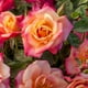 Polynesian Punch™ Floribunda Rose by Heirloom Roses - Live Rose Plants ...