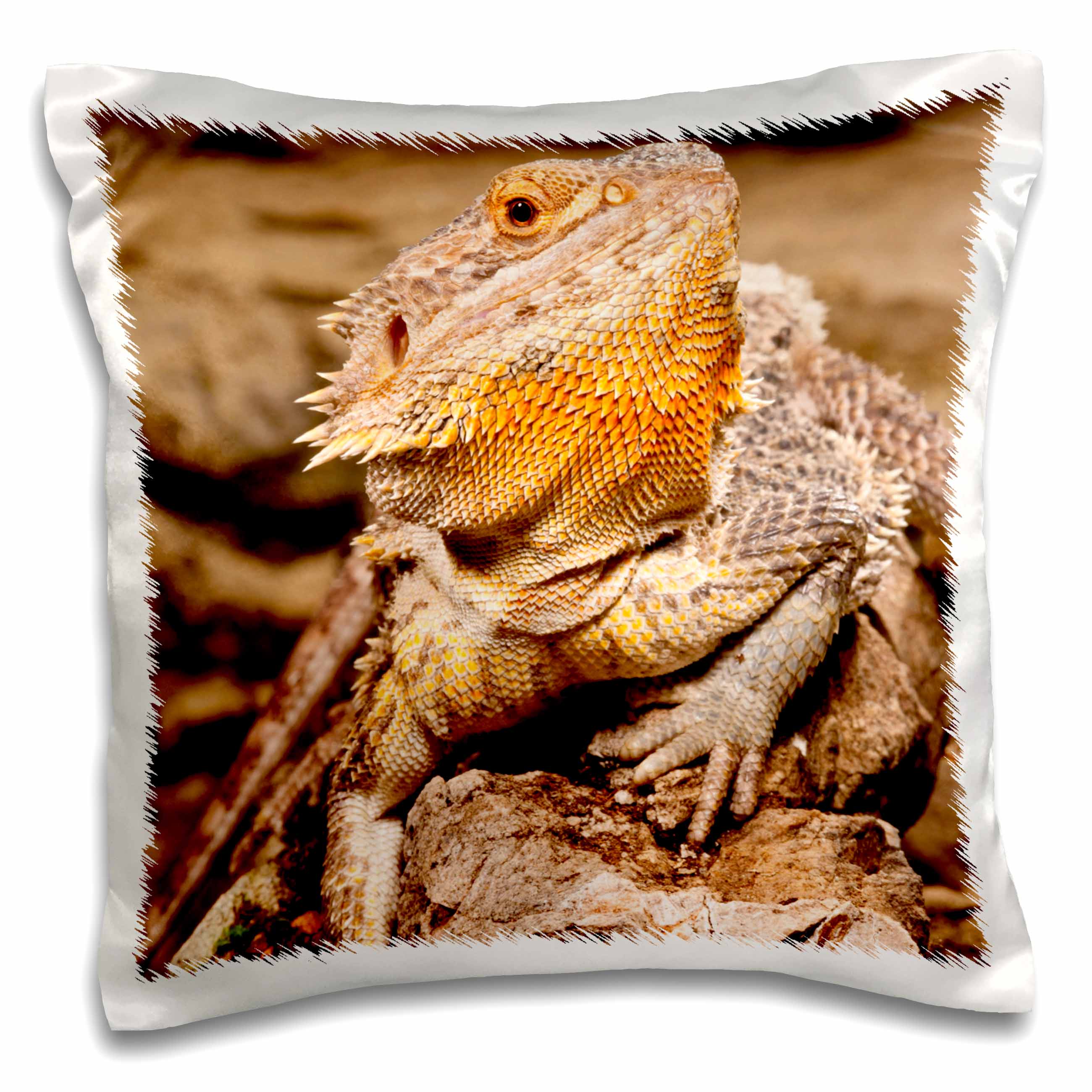 Bearded Dragon, Lizard Native to Australia - NA02 DNO0787 - David ...