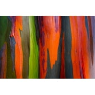 CZ Grain Rainbow Eucalyptus Tree Seeds, 50 Fresh Seeds, Stunning ...