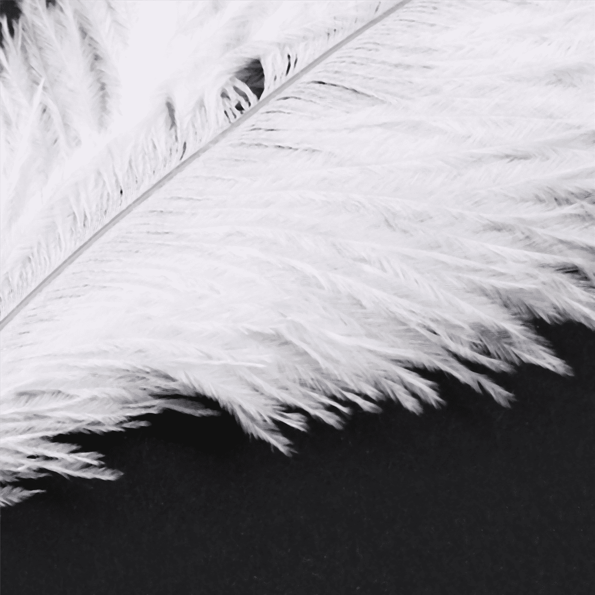 Click here for Unbranded 200 Pieces White Natural Ostrich Feather... prices