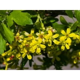 20 GOLDEN CURRANT SHRUB Black Fruit Yellow Flower Ribes Chrysobotrya ...