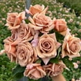Heirloom Roses - Koko Loko Floribunda Rose Bush, Live Outdoor Plant ...