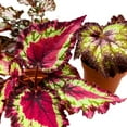 Harmony's Begonia Rex Assortment, 4 inch 5 Different Colorful Rex ...