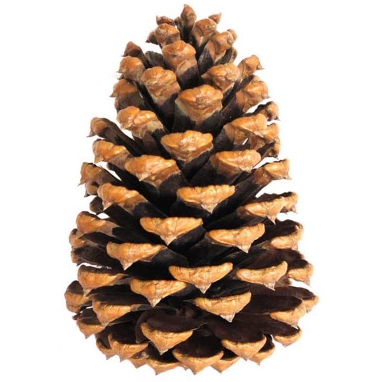 Cone In Nature