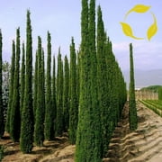 Italian Cypress Cupressus Sempervirens Stricta 10,25,50,100 Seeds ...