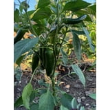 Plant Good Seed Megatron F1 Jalapeno Pepper Seeds for Planting: Jumbo ...