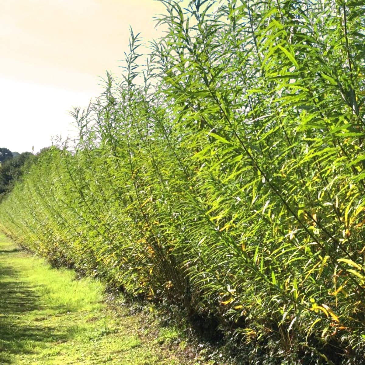 50 Hybrid Willow Tree Plant Austree Cuttings Grow 12 Foot 1st Season Create Instant Privacy